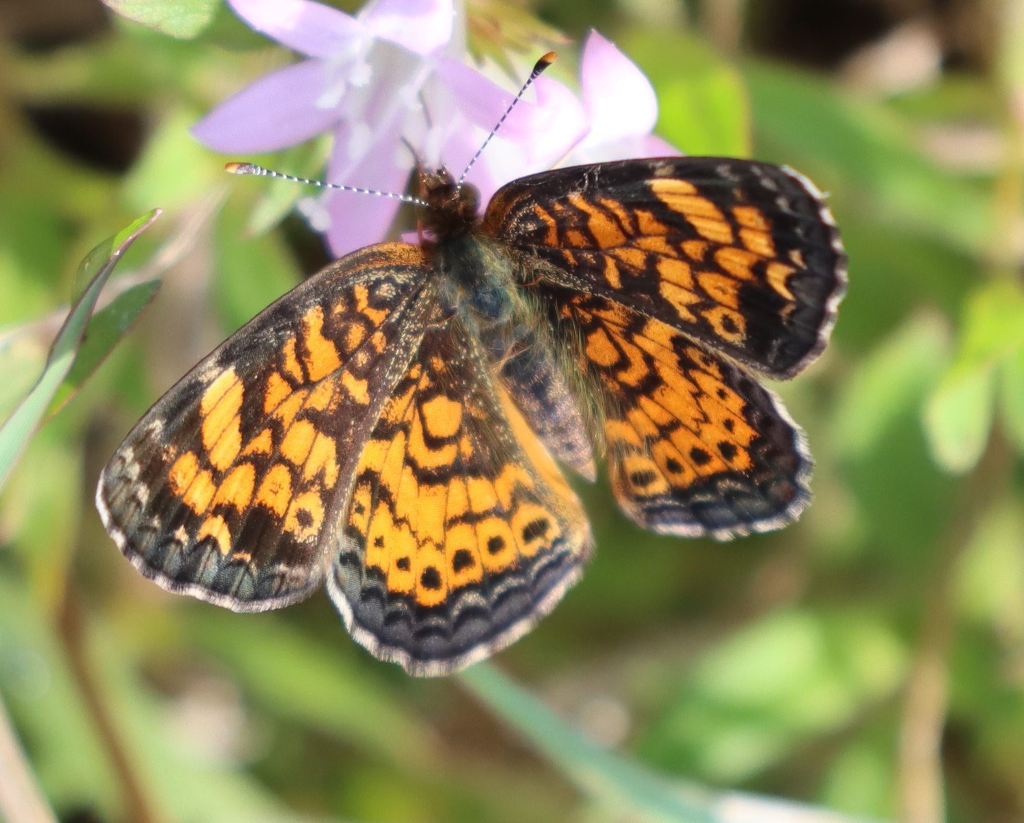 Recent sightings | NABA Butterfly Sightings