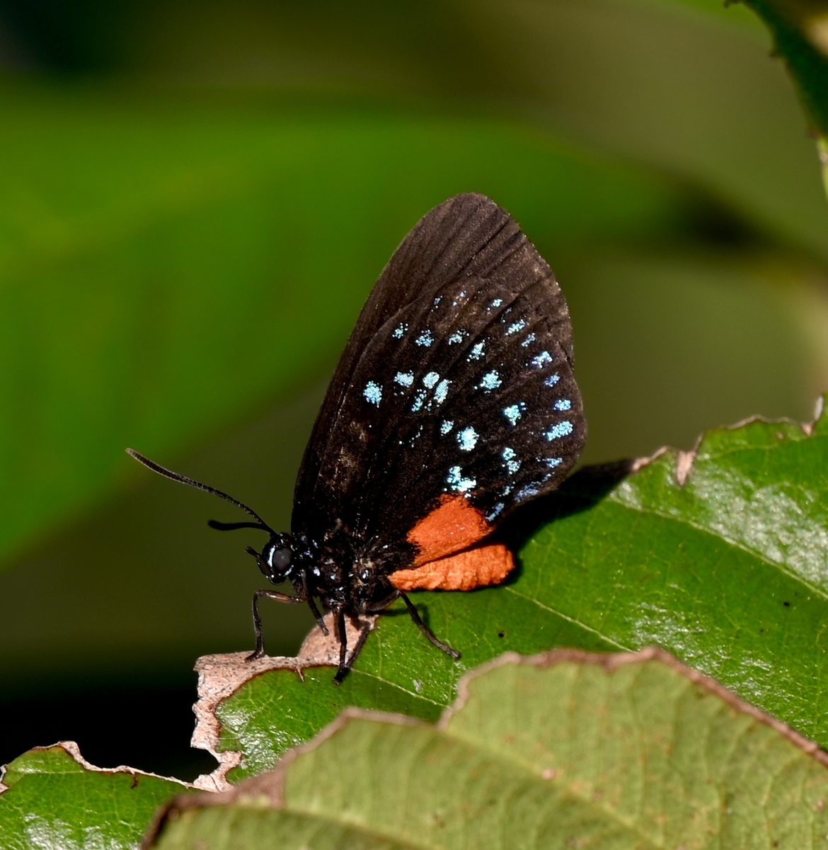 Recent sightings | NABA Butterfly Sightings