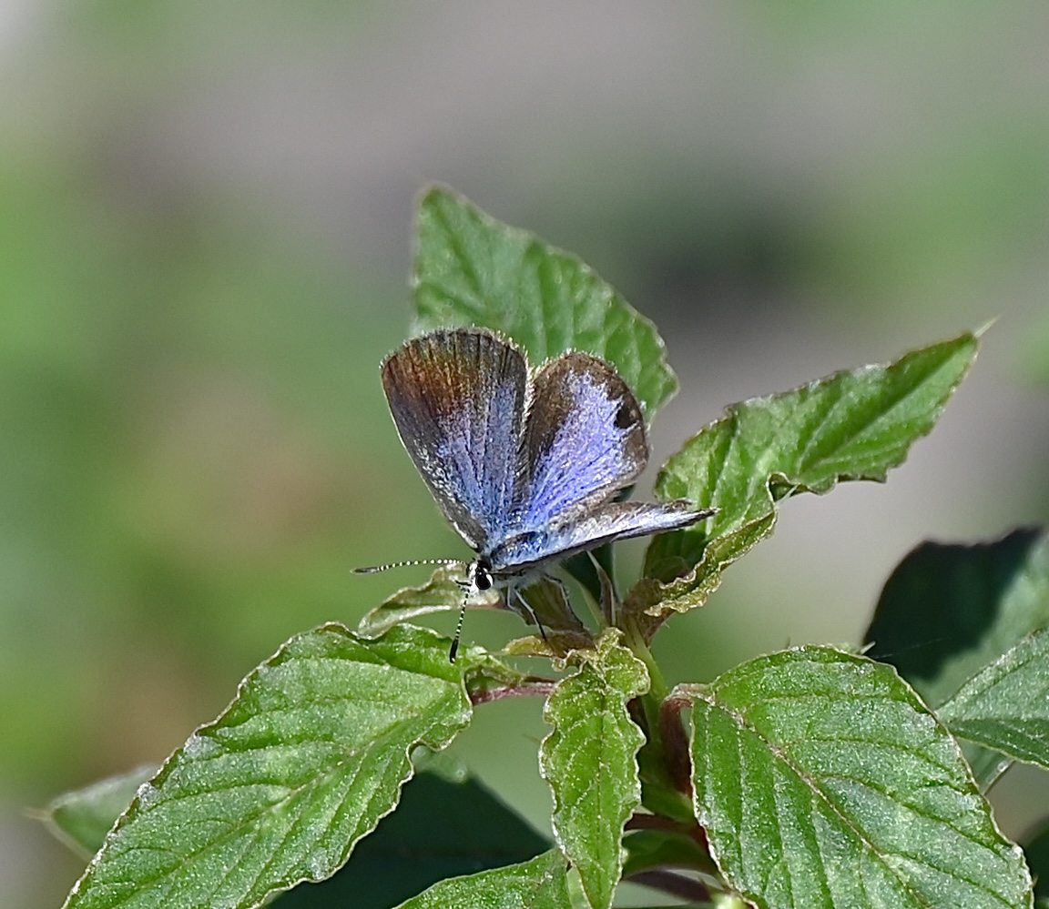 Recent sightings | NABA Butterfly Sightings