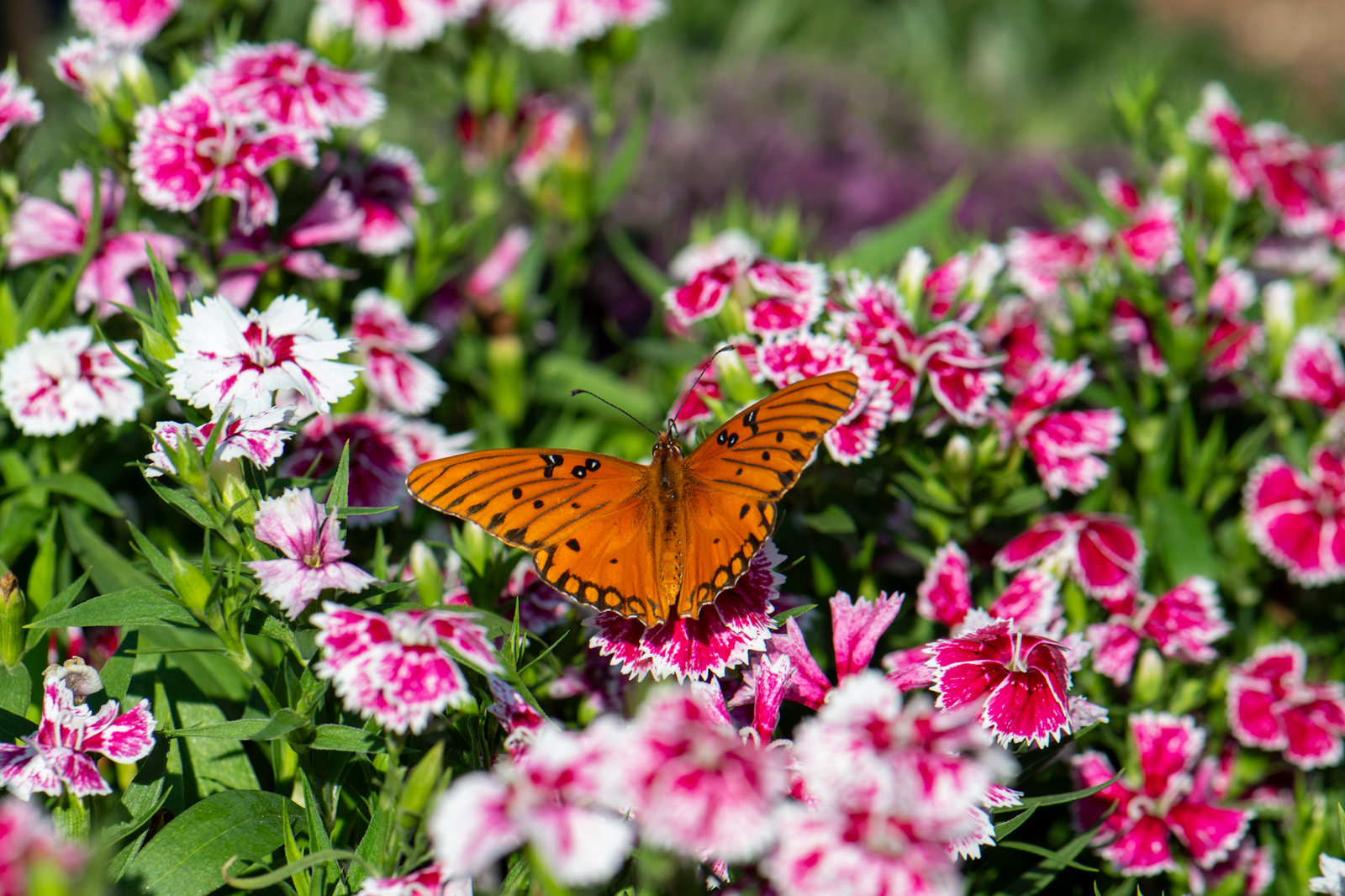 Recent sightings | NABA Butterfly Sightings