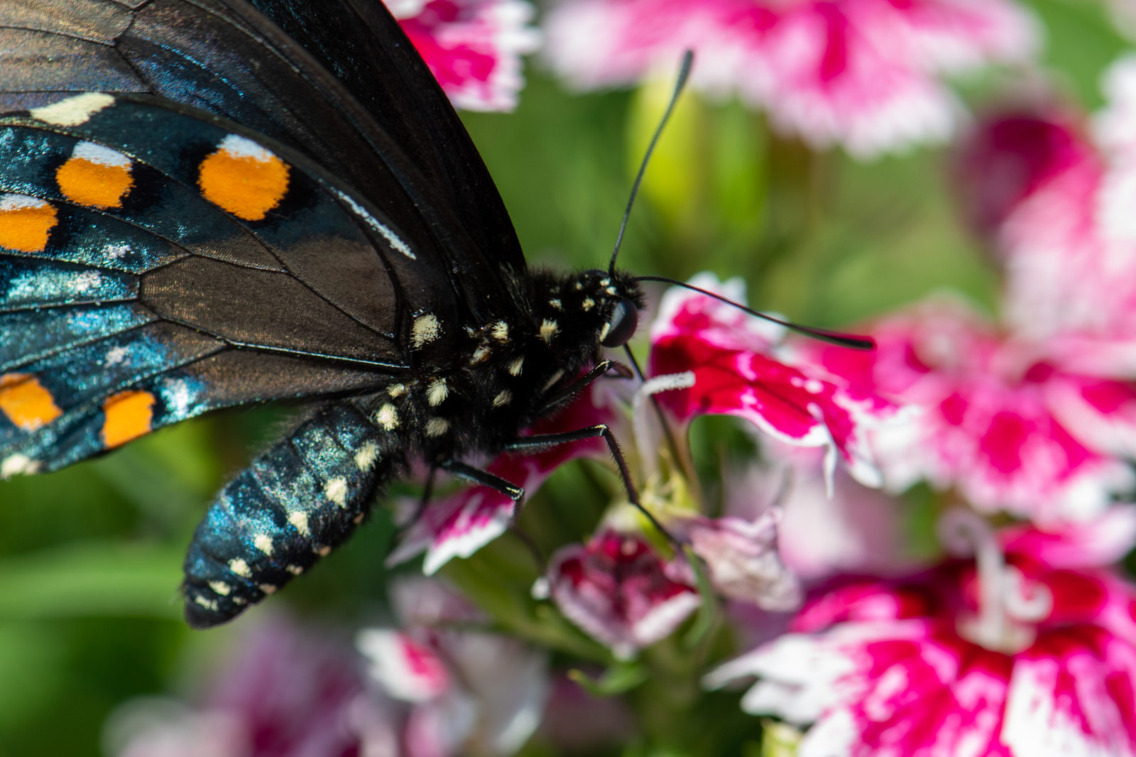 Recent sightings | NABA Butterfly Sightings