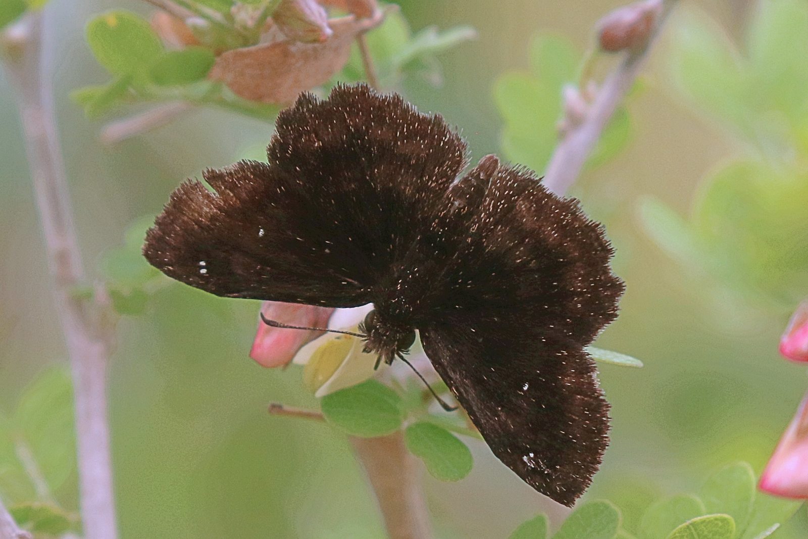 Recent sightings | NABA Butterfly Sightings
