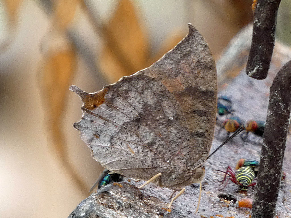 Recent sightings | NABA Butterfly Sightings