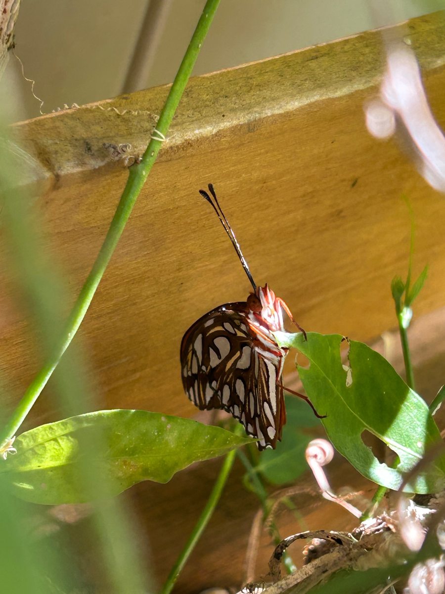 Recent sightings | NABA Butterfly Sightings