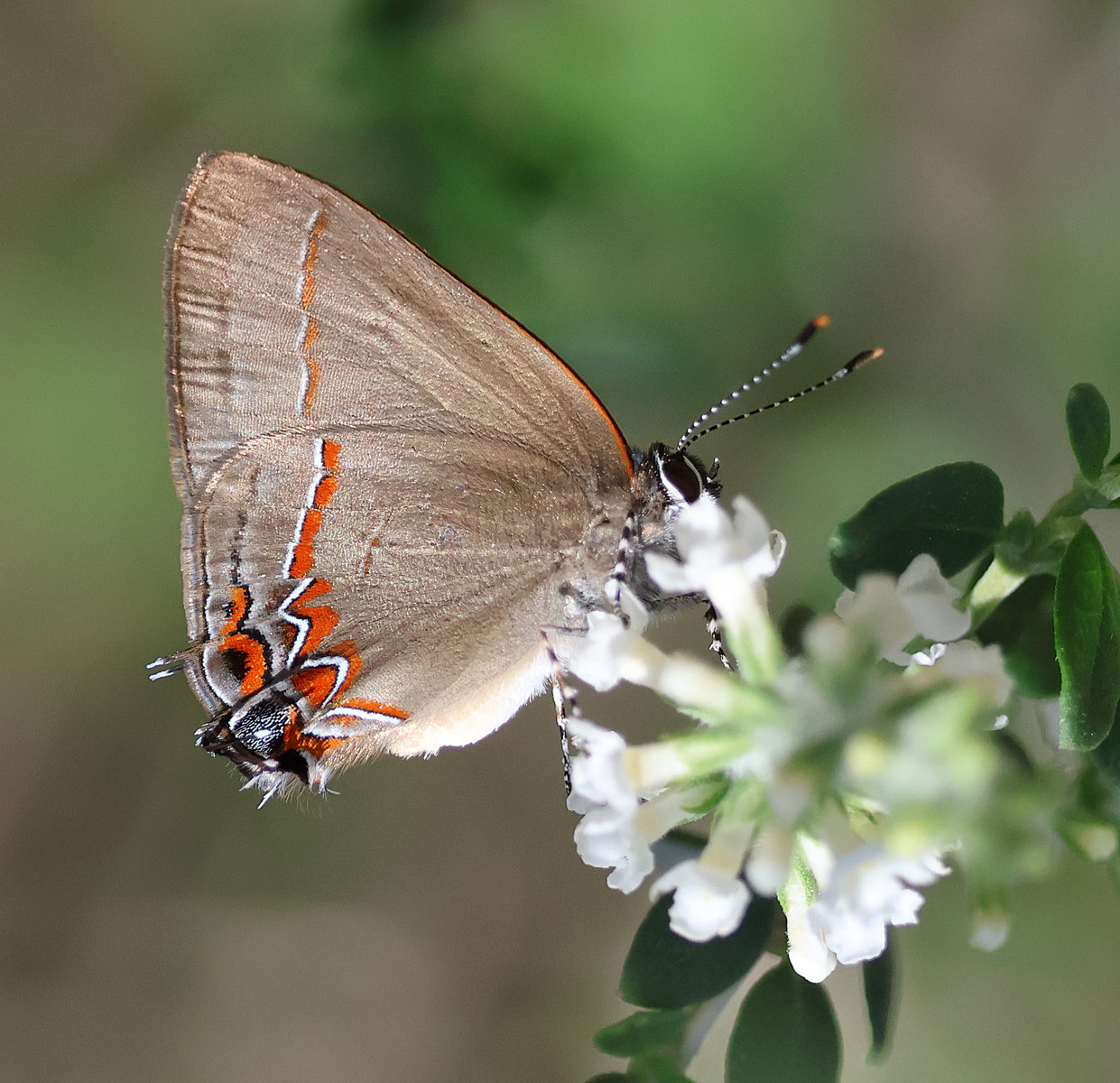 Recent sightings | NABA Butterfly Sightings