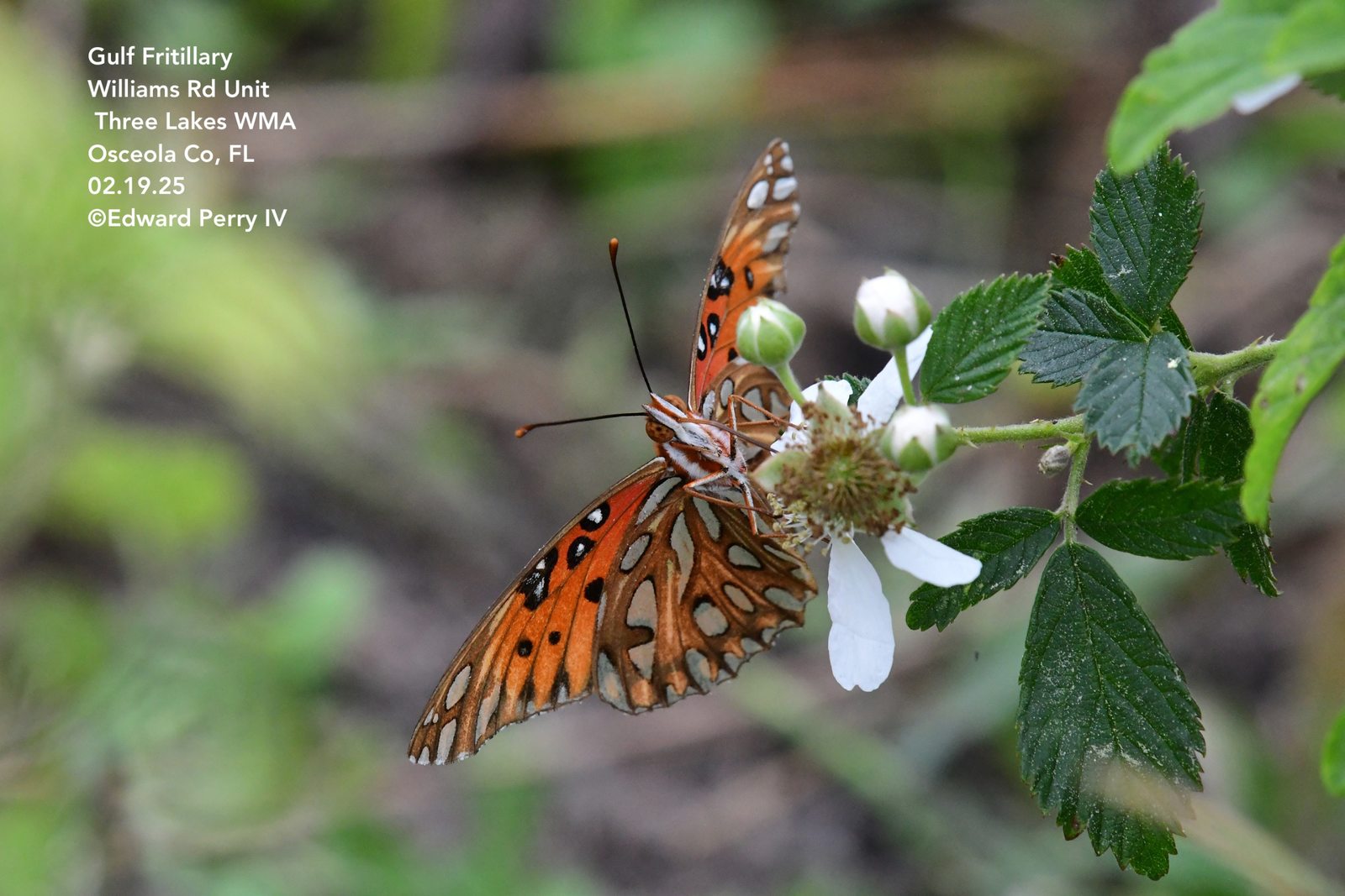 Recent sightings | NABA Butterfly Sightings