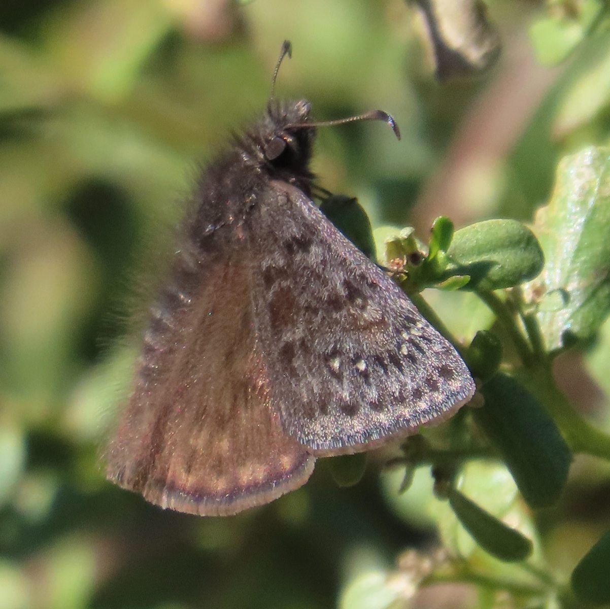 Recent sightings | NABA Butterfly Sightings