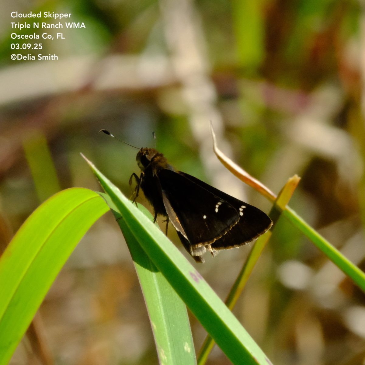 Recent sightings | NABA Butterfly Sightings