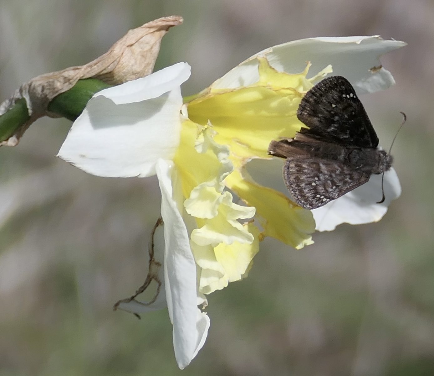 Recent sightings | NABA Butterfly Sightings