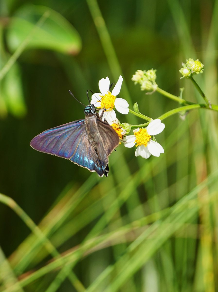 Recent sightings | NABA Butterfly Sightings