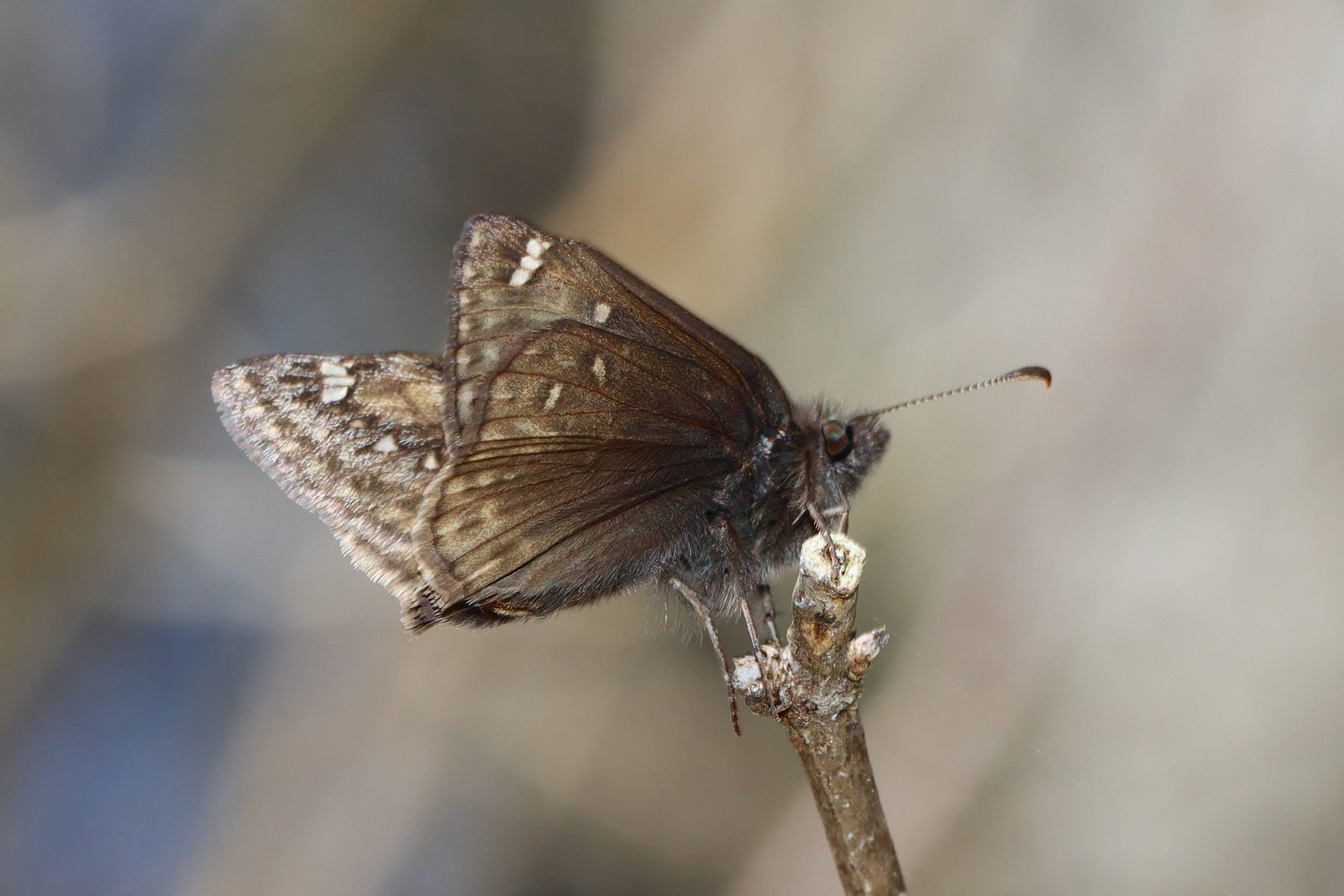 Recent sightings | NABA Butterfly Sightings