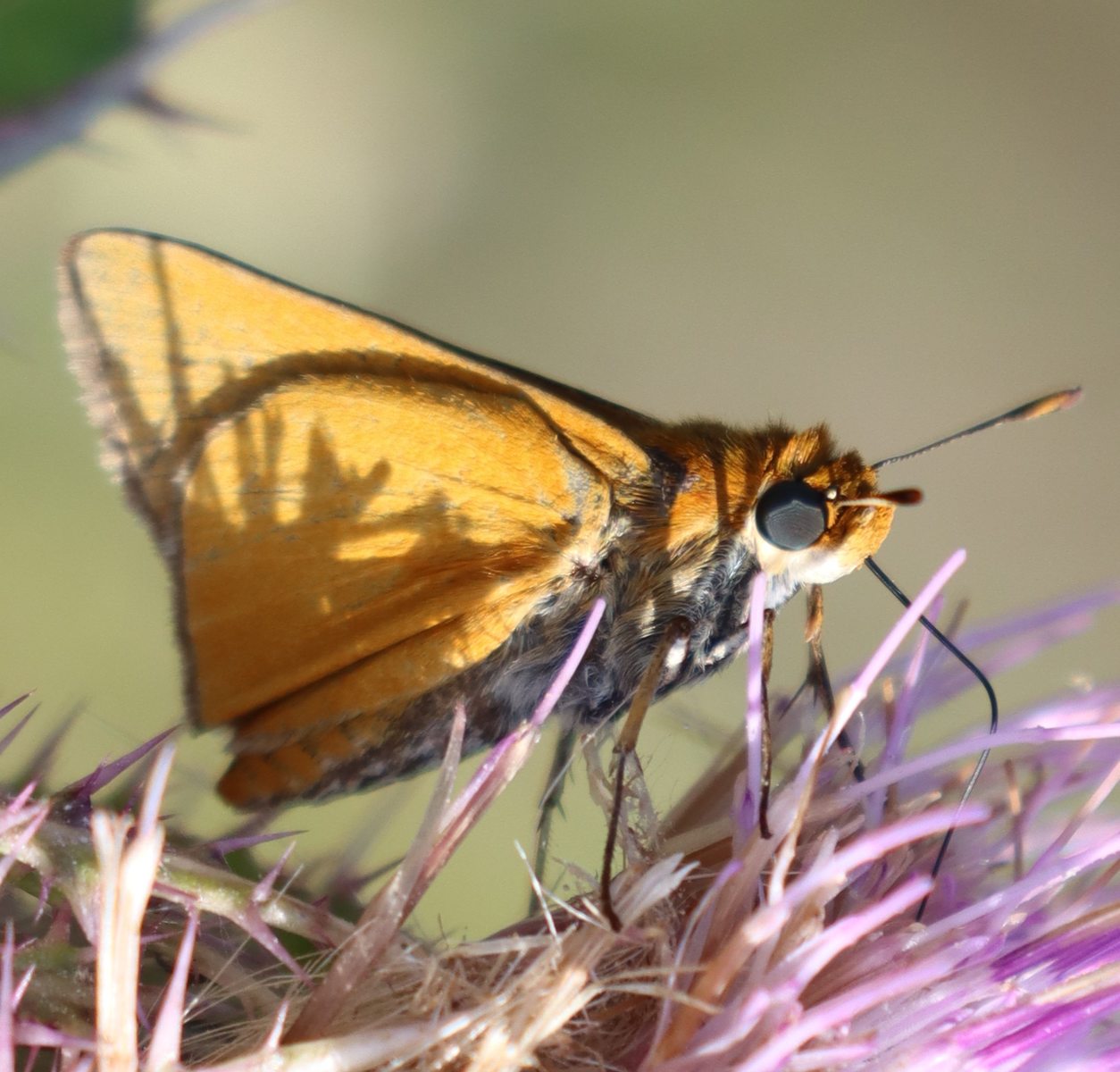 Recent sightings | NABA Butterfly Sightings