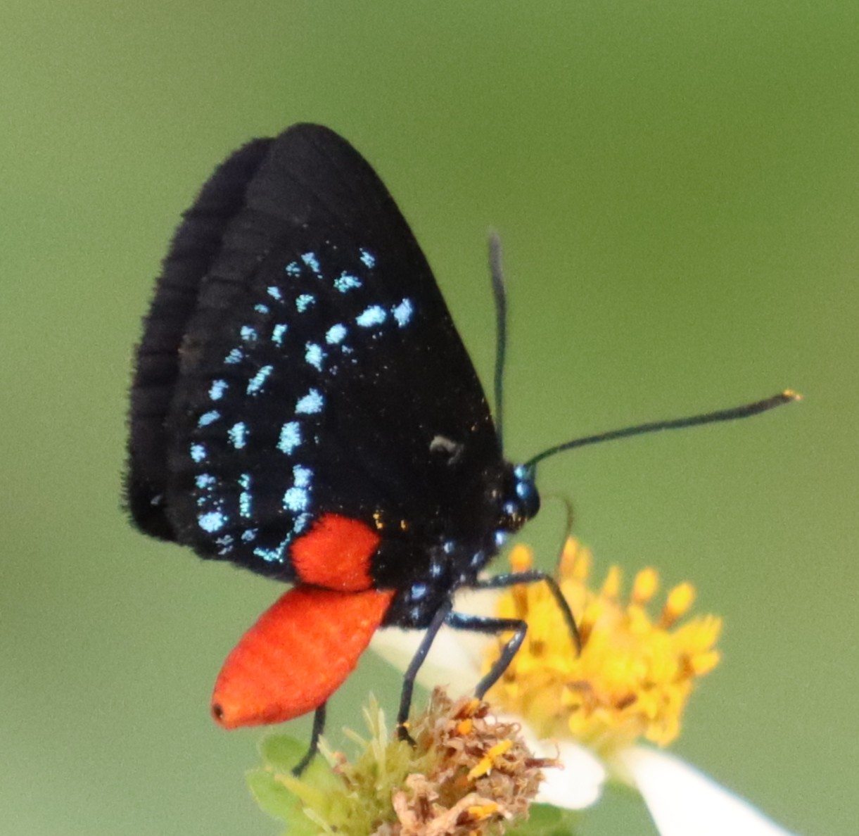 Recent sightings | NABA Butterfly Sightings