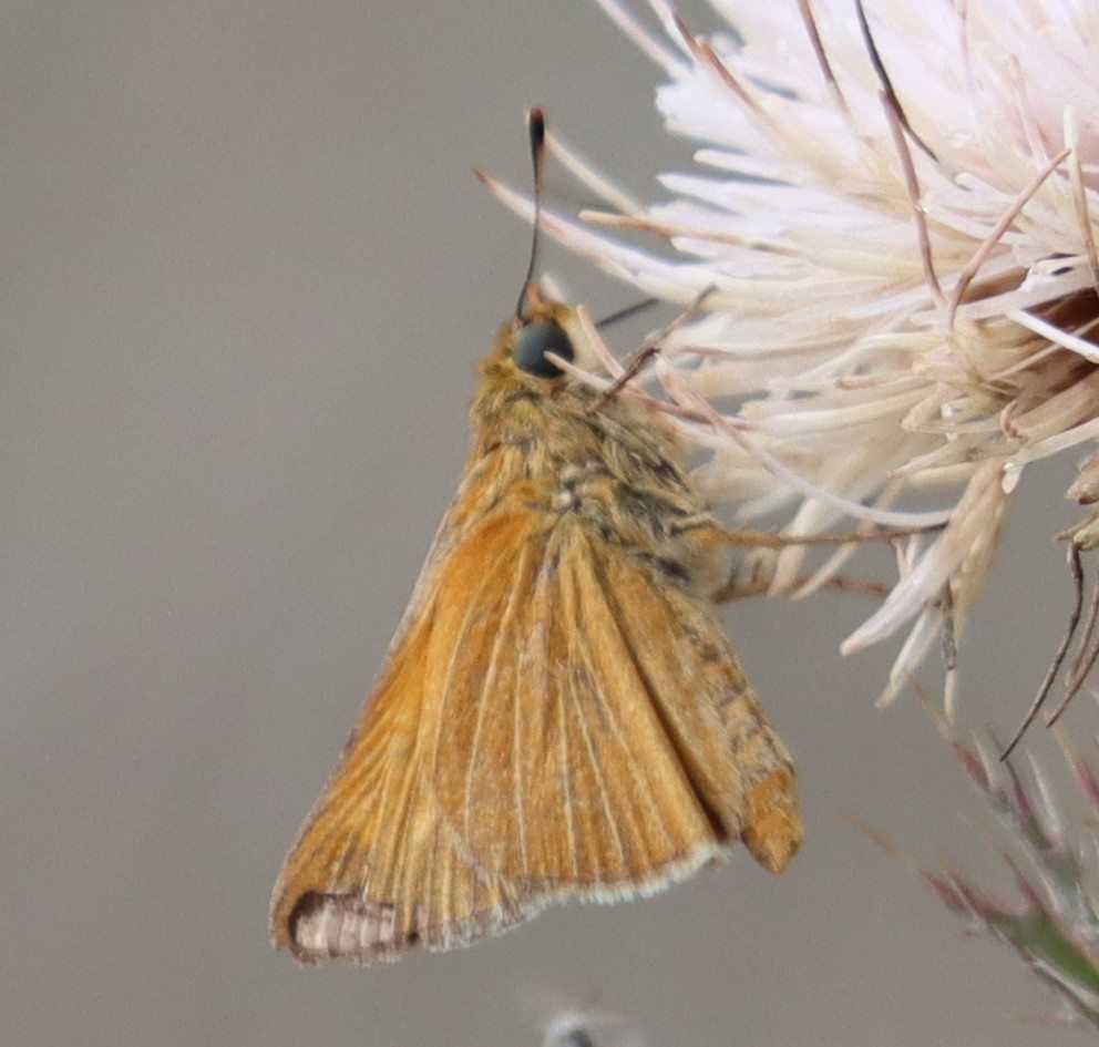 Recent sightings | NABA Butterfly Sightings