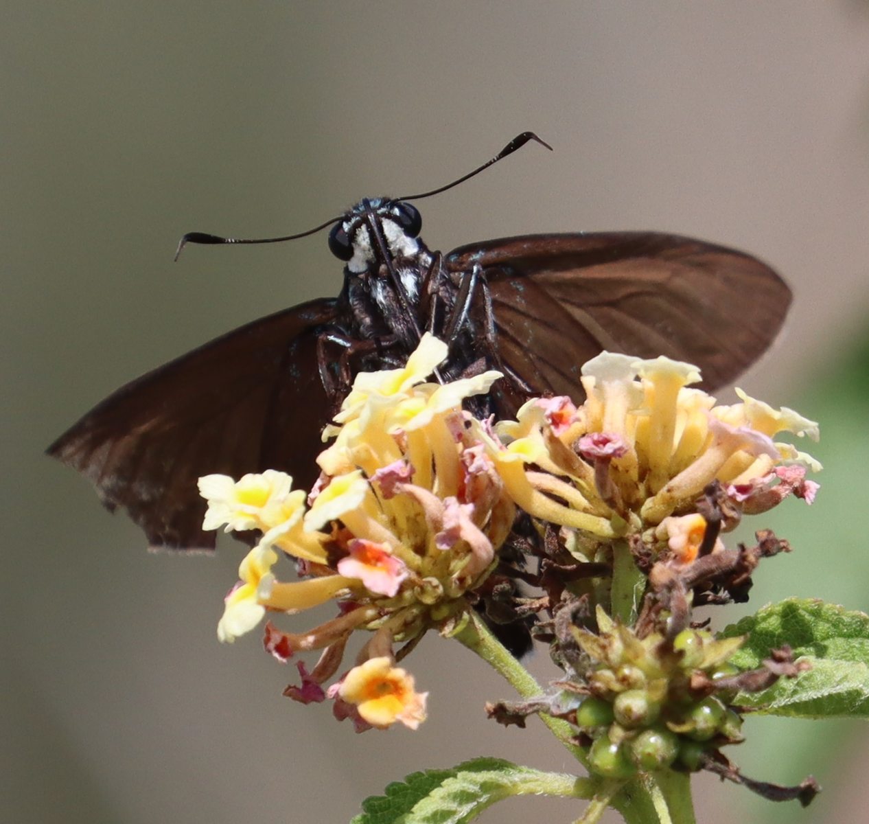 Recent sightings | NABA Butterfly Sightings
