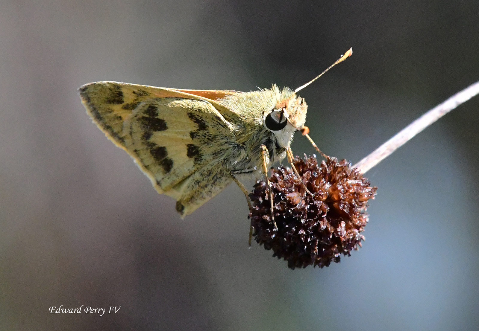 Recent sightings | NABA Butterfly Sightings