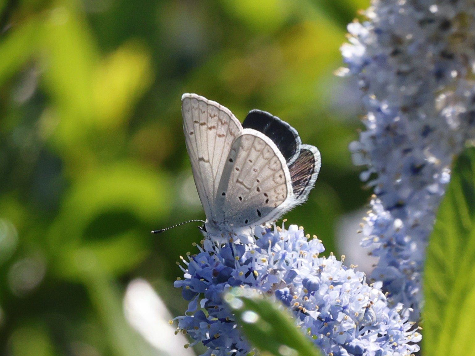 Recent sightings | NABA Butterfly Sightings