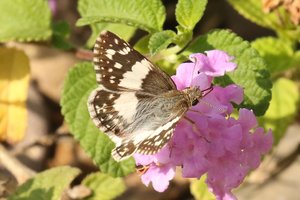 Sighting by Dan Jones, 10/23/2025, in Texas | NABA Butterfly Sightings