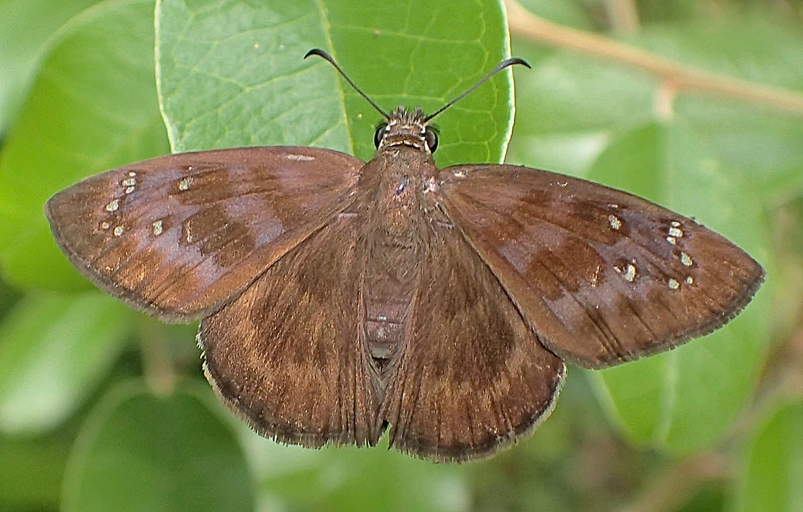 Sighting by Allen Belden, 10/06/2015, in Florida | NABA Butterfly Sightings