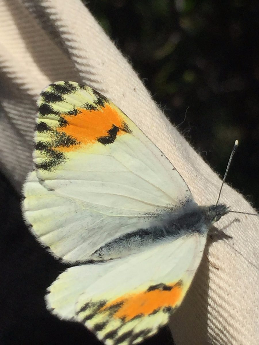 Sightings for April 2016 | NABA Butterfly Sightings