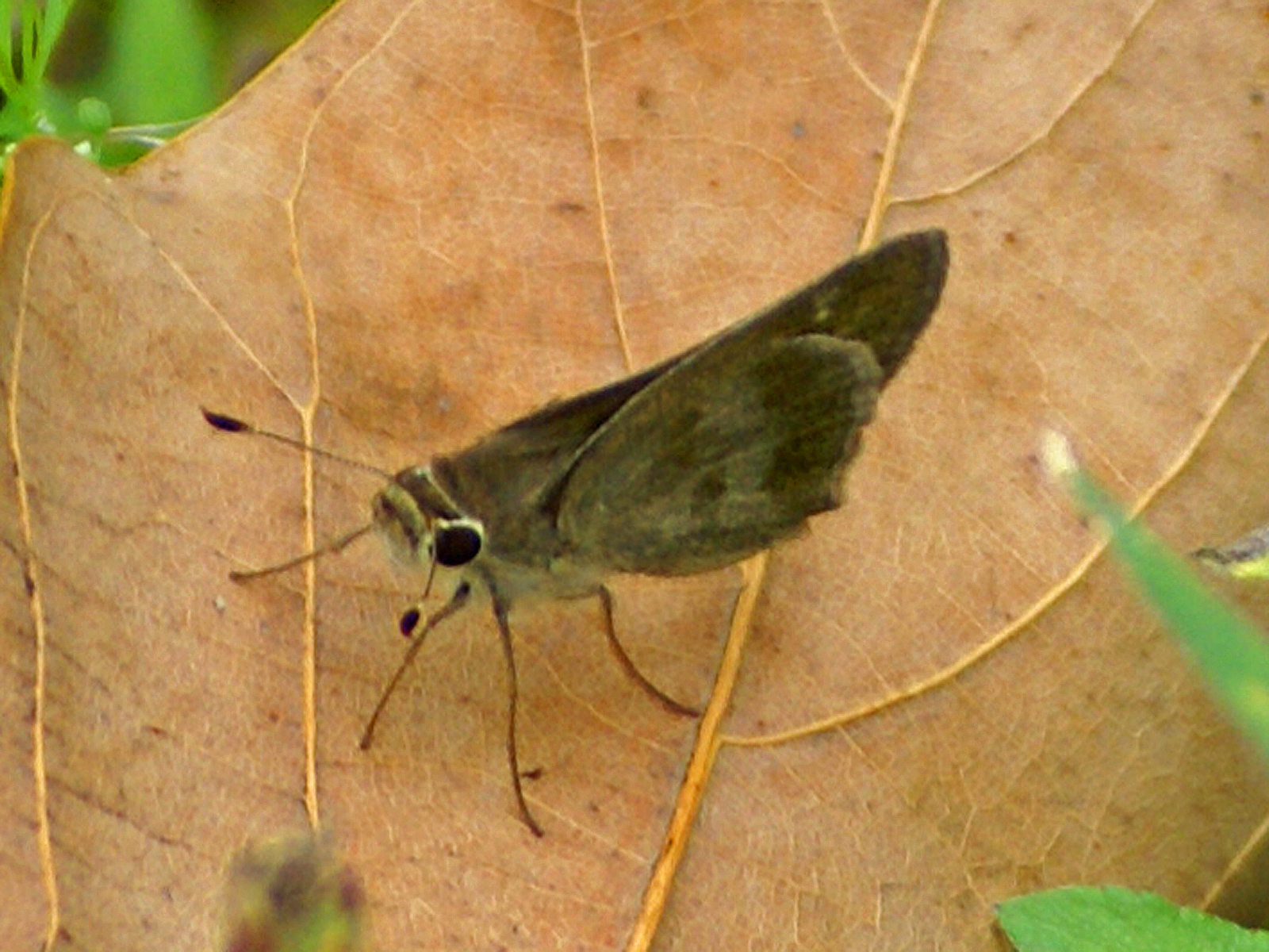 Sightings for April 2016 | NABA Butterfly Sightings