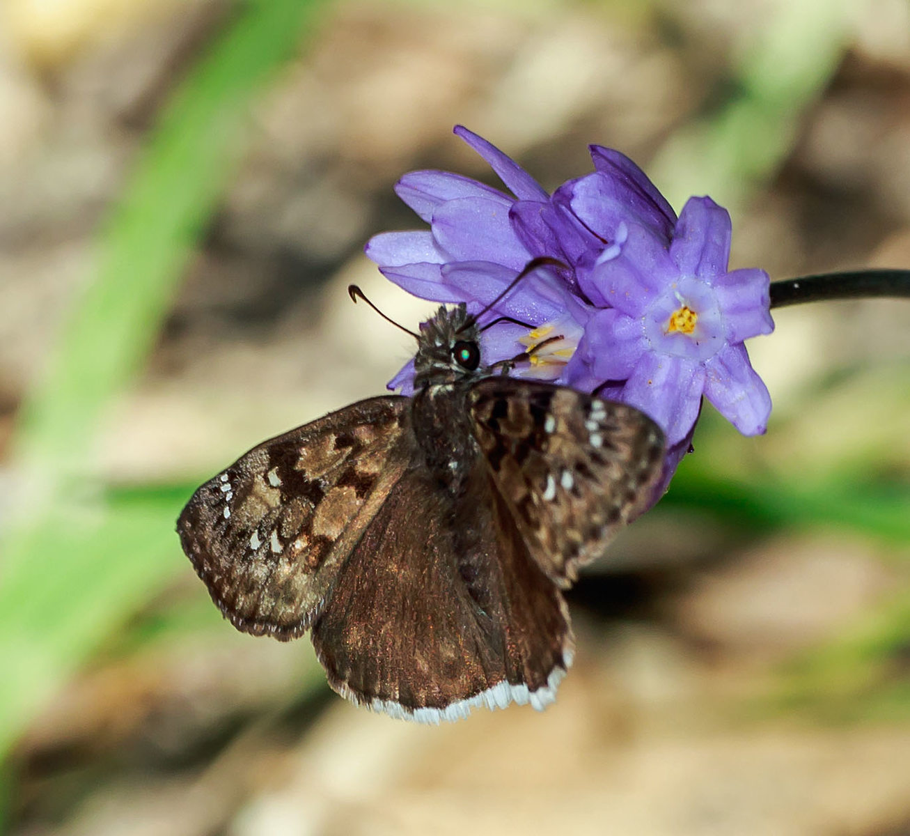 Sightings for April 2016 | NABA Butterfly Sightings
