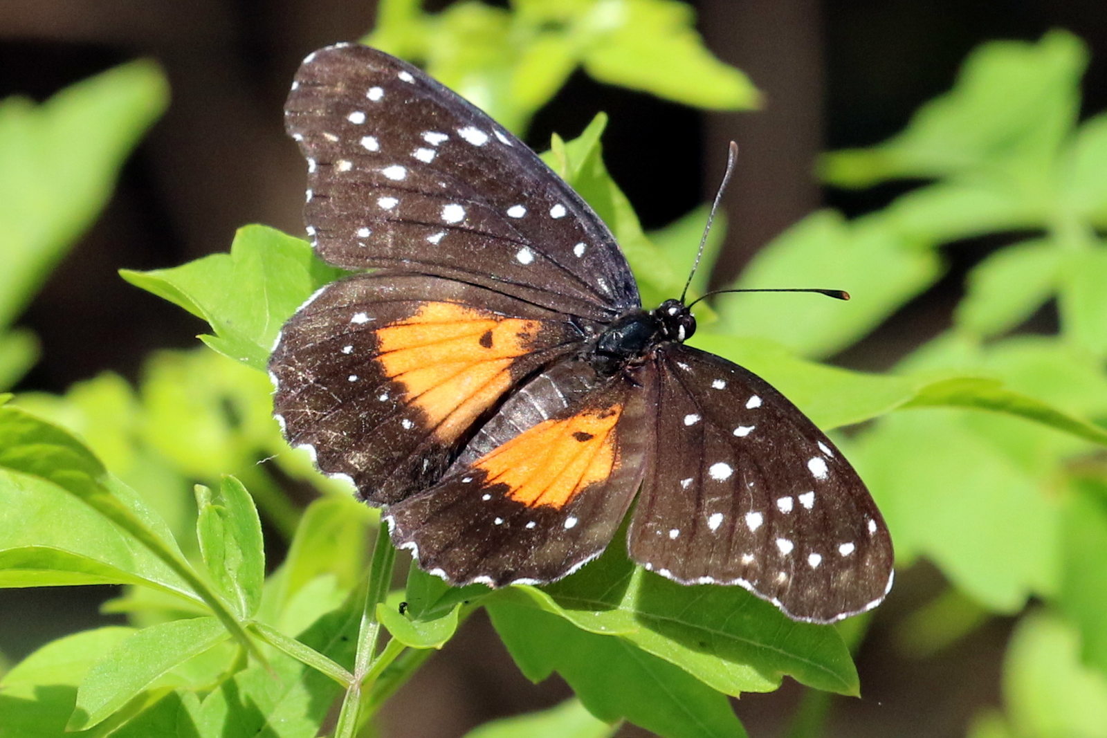 Sightings for April 2016 | NABA Butterfly Sightings