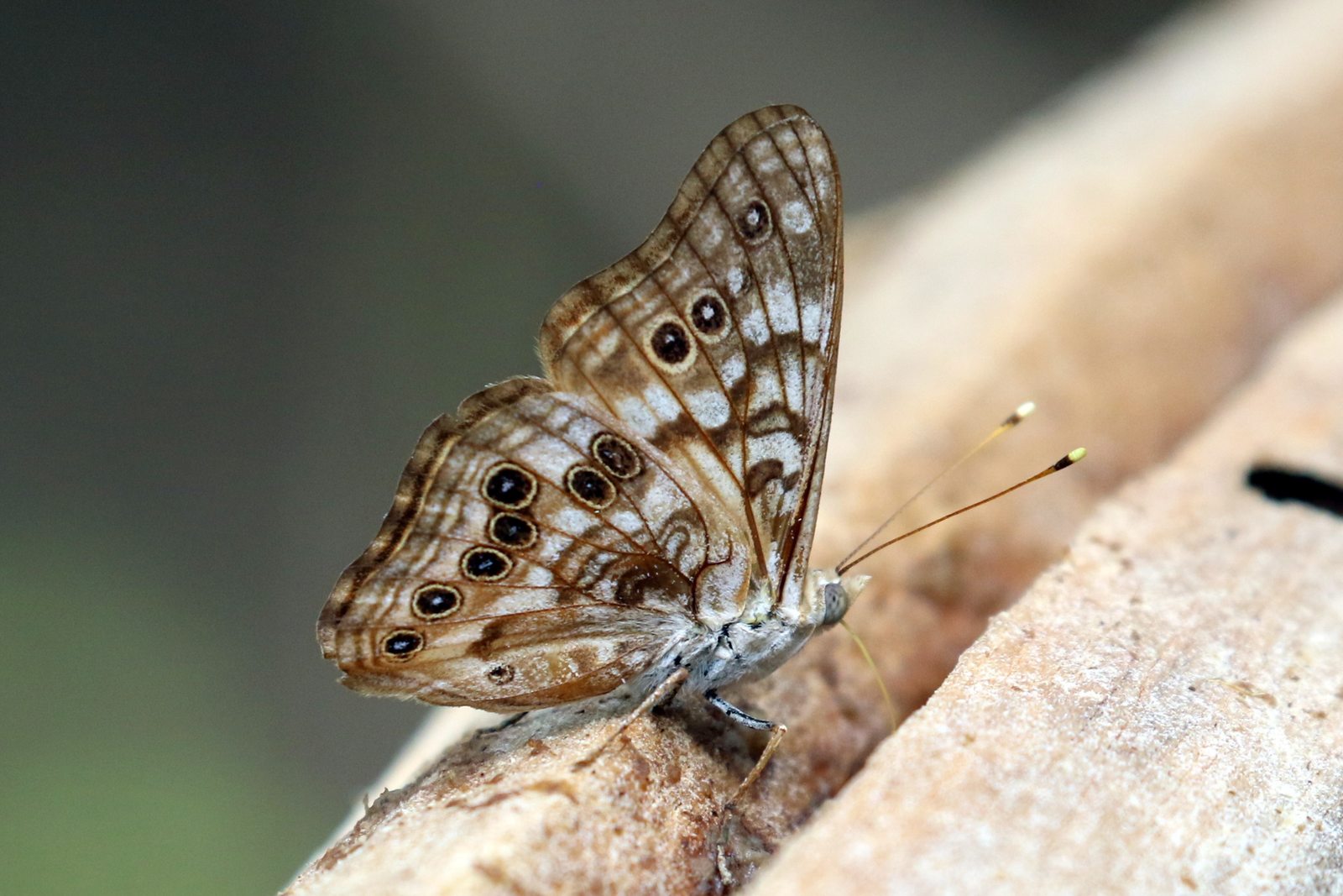 Sightings for April 2016 | NABA Butterfly Sightings