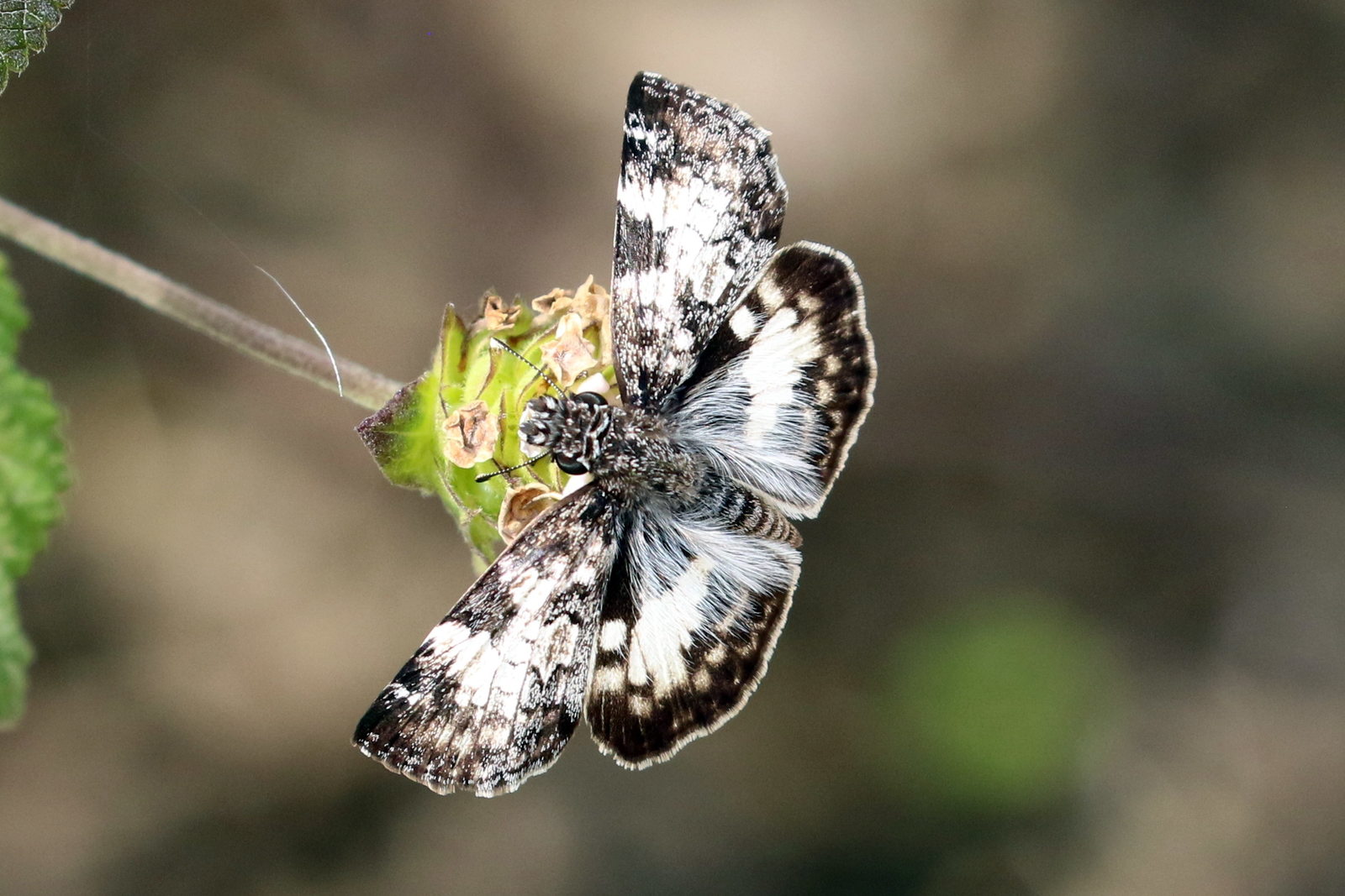 Sightings for April 2016 | NABA Butterfly Sightings