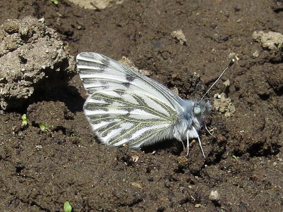 Sightings for April 2016 | NABA Butterfly Sightings