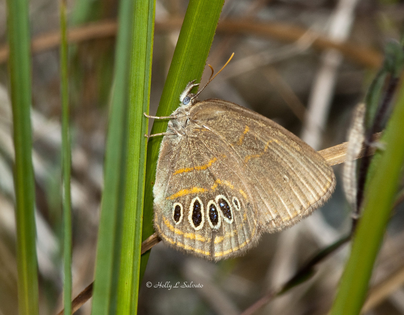 Sightings for April 2016 | NABA Butterfly Sightings
