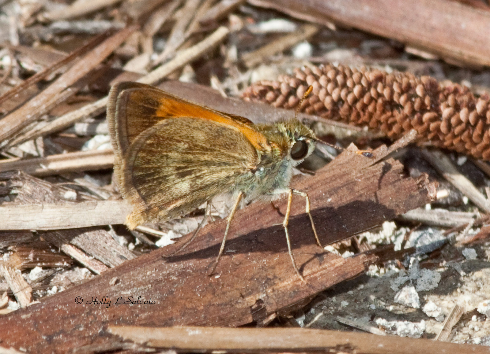 Sightings for April 2016 | NABA Butterfly Sightings