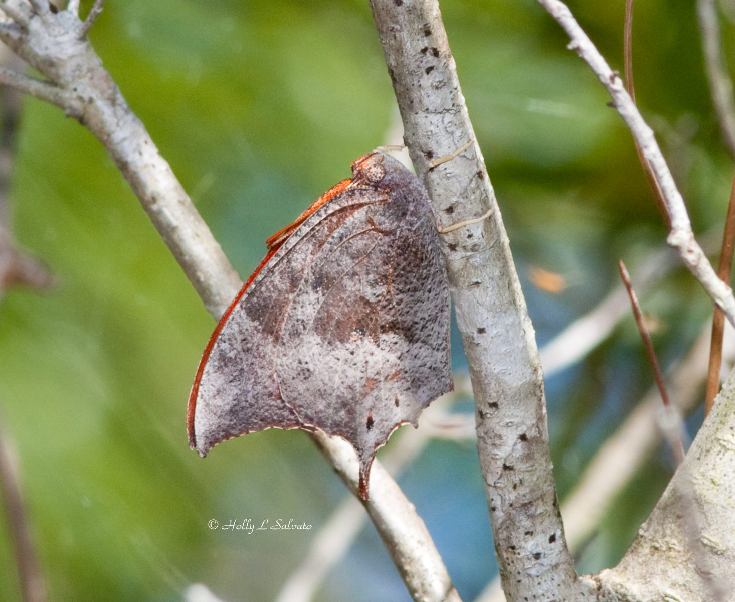 Sightings for April 2016 | NABA Butterfly Sightings