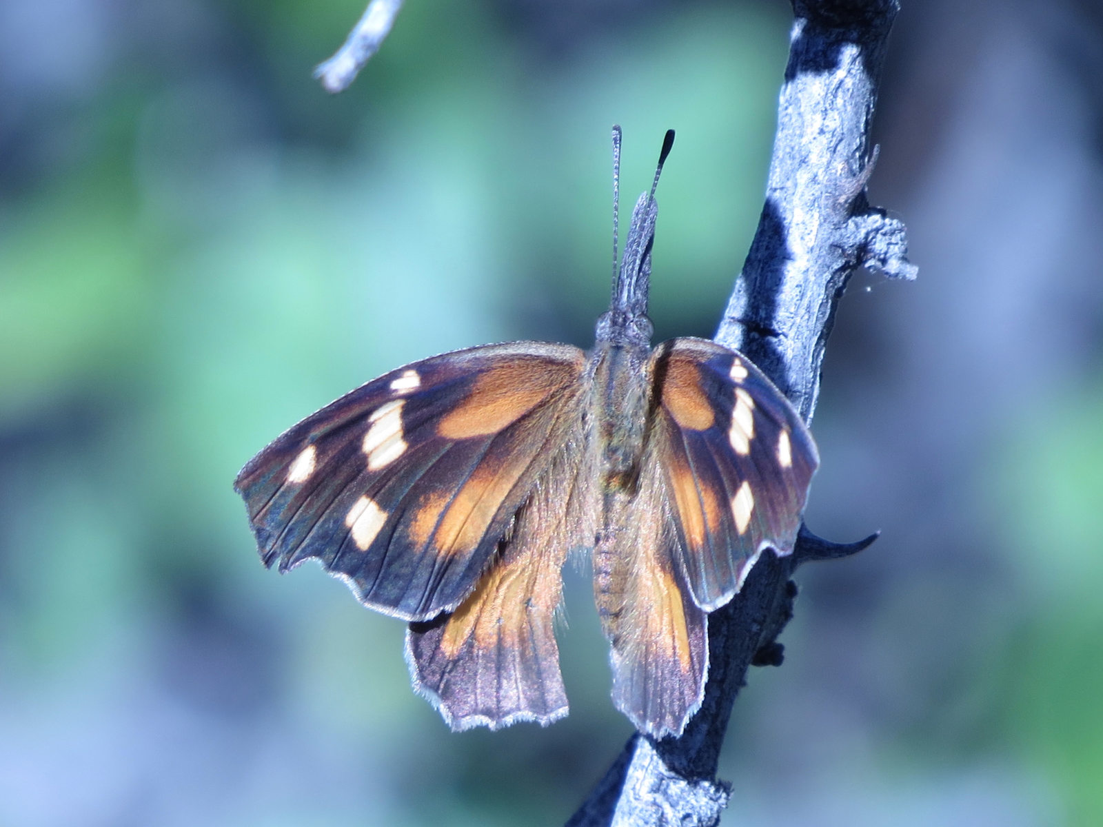 Sightings for April 2016 | NABA Butterfly Sightings