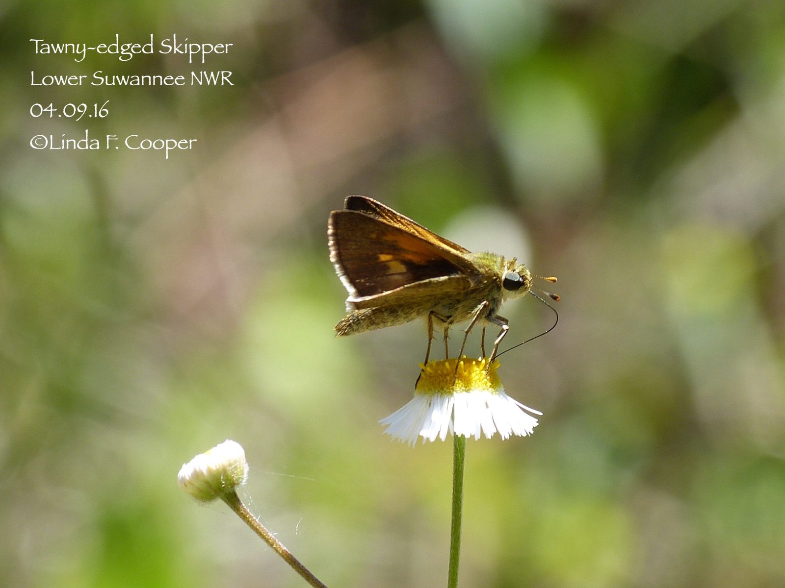 Sightings for April 2016 | NABA Butterfly Sightings