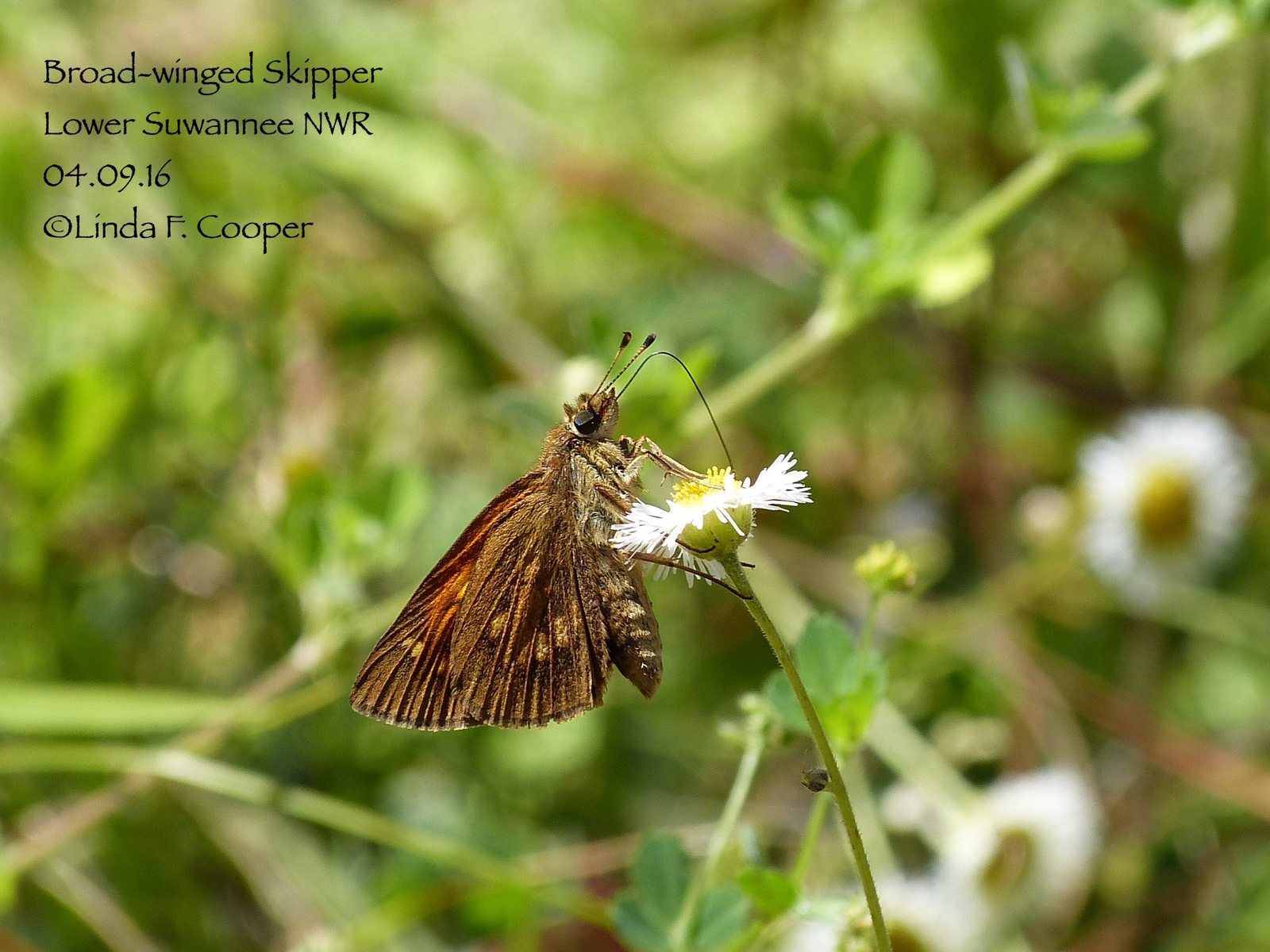Sightings for April 2016 | NABA Butterfly Sightings