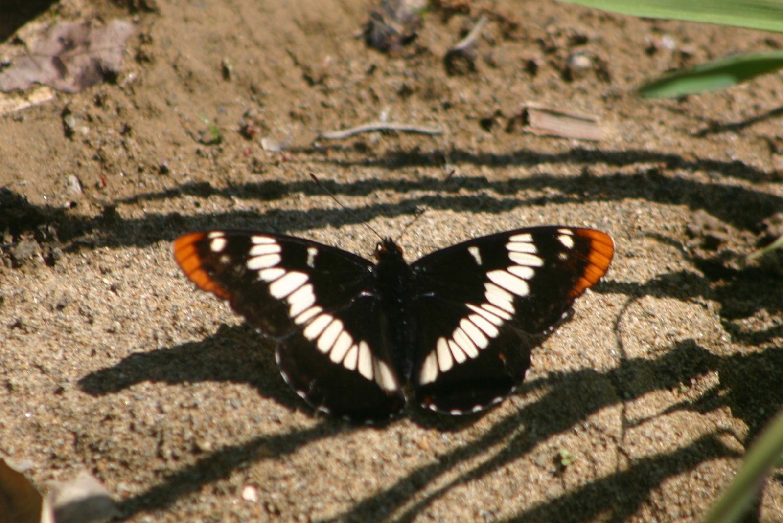 Sightings for April 2016 | NABA Butterfly Sightings