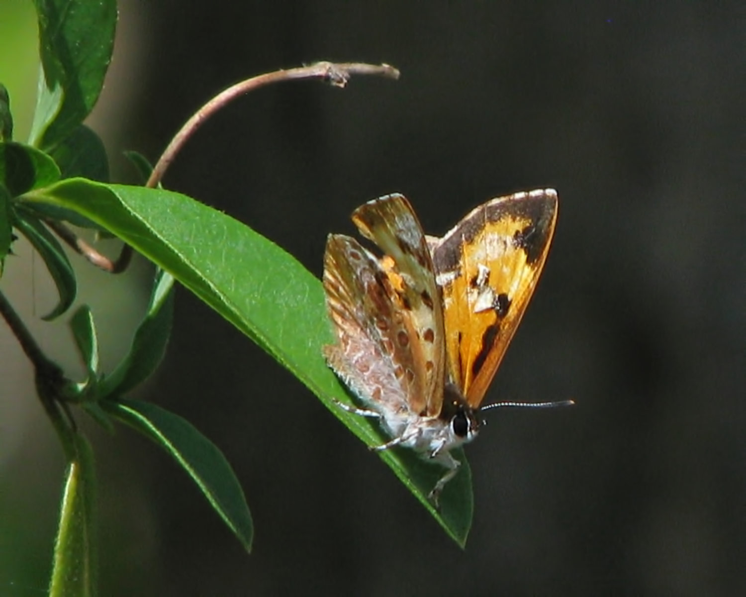 Sightings for April 2016 | NABA Butterfly Sightings
