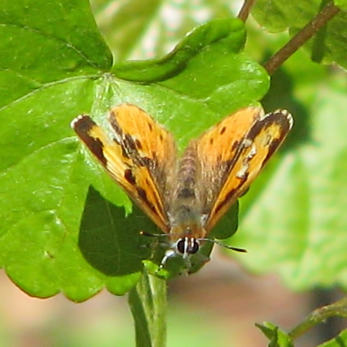 Sightings for April 2016 | NABA Butterfly Sightings