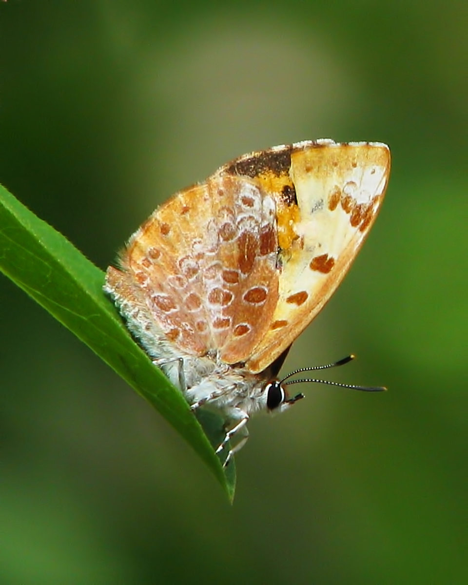 Sightings for April 2016 | NABA Butterfly Sightings
