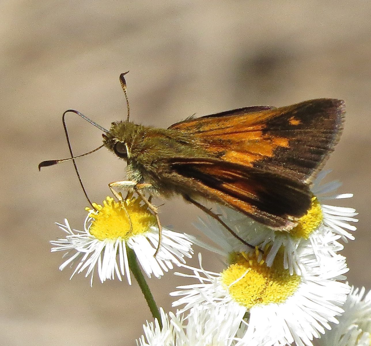 Sightings for April 2016 | NABA Butterfly Sightings